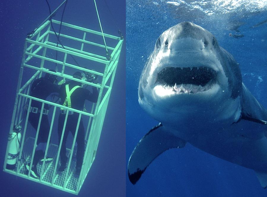 Klatka, a wokół rekiny ludojady. Nurkowanie dla odważnych - Turystyka ...